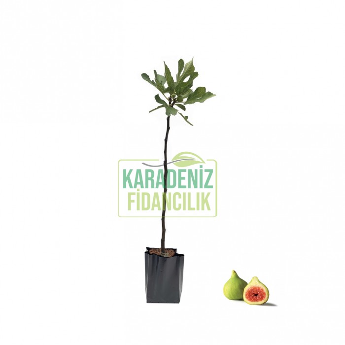 Beyaz İncir Fidanı